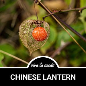 Chinese Lantern | 50 Seeds | Ornamental Heirloom Fruit | Edible Fruit ...