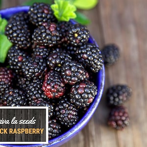 Raspberry, Black | 30 Seeds | Heirloom | Non-gmo | Rubus Occidentalis ...