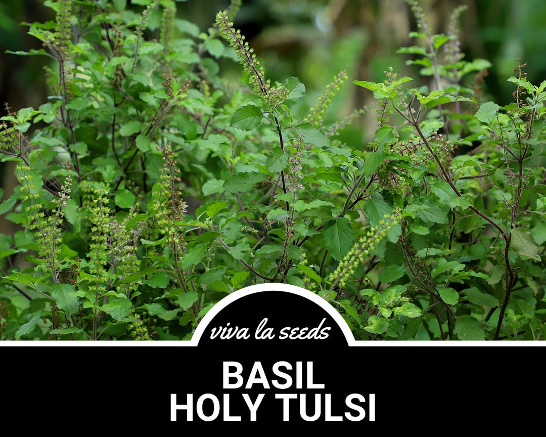 Basil, Holy Kapoor Tulsi | 250 Seeds | Medicinal | Culinary Herb | Non ...