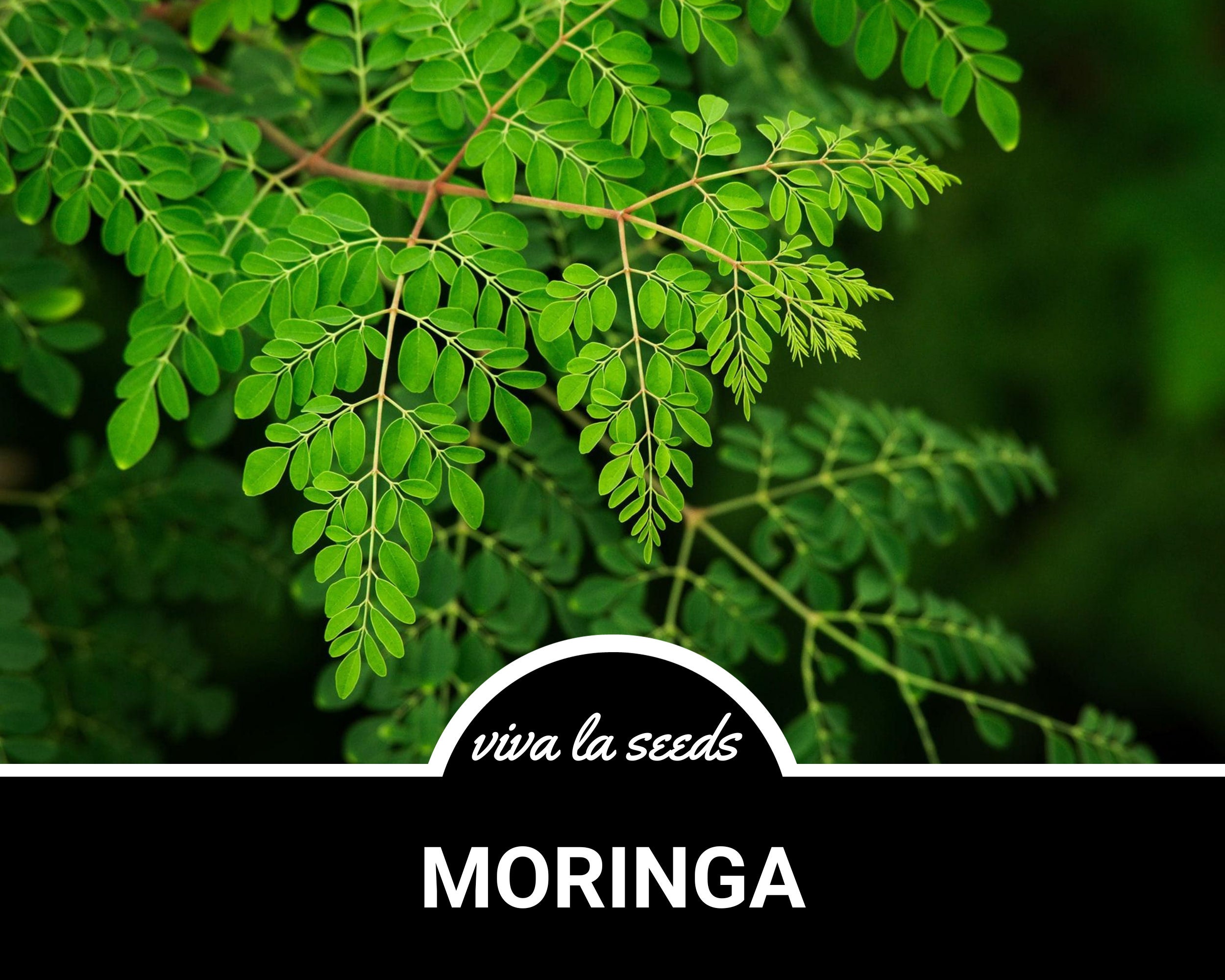 Moringa, Tree of Life | 10 Seeds | Heirloom | Miracle Tree | Drumstick ...