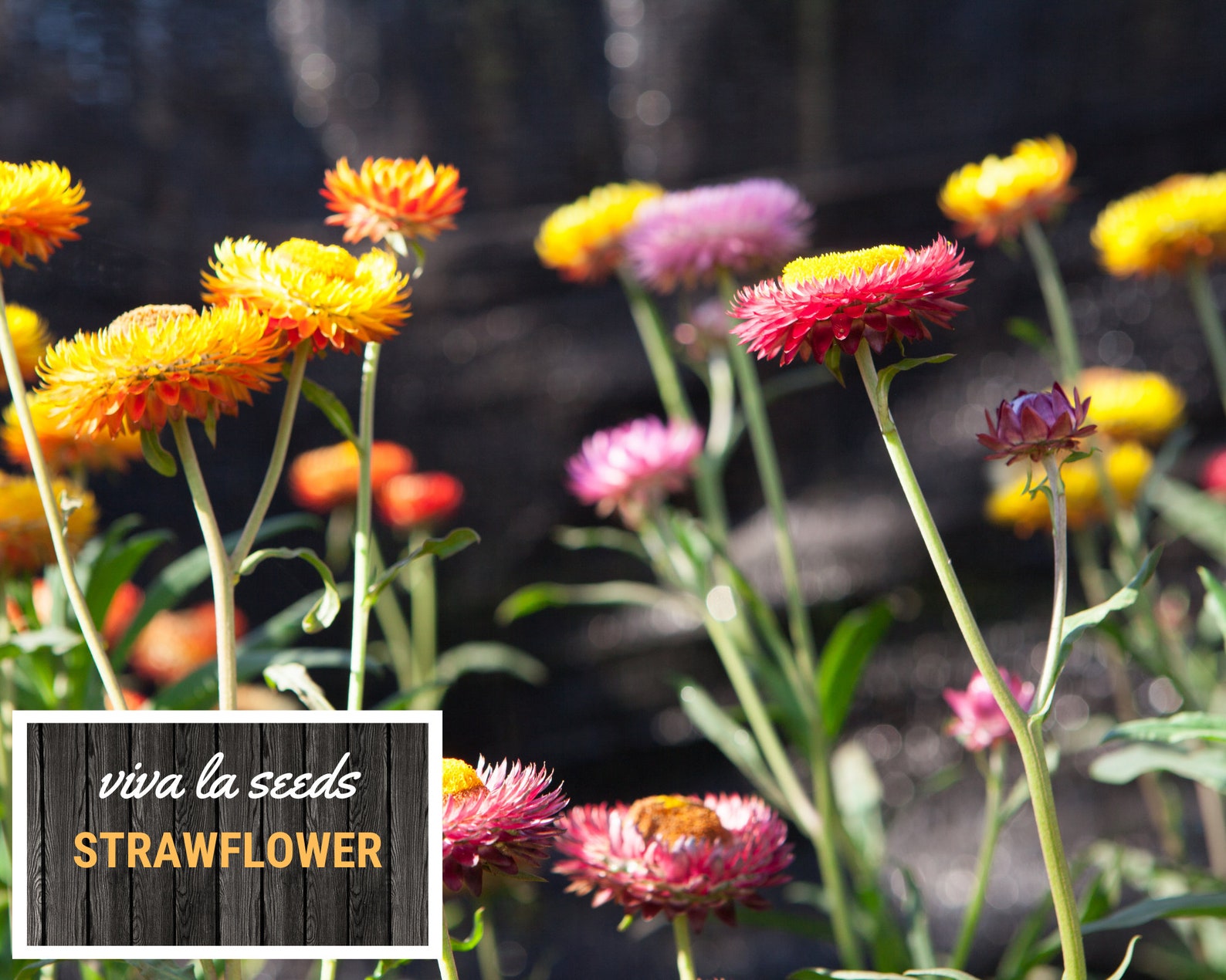 Strawflower Mix 200 Seeds Super Easy to Grow Non-gmo - Etsy