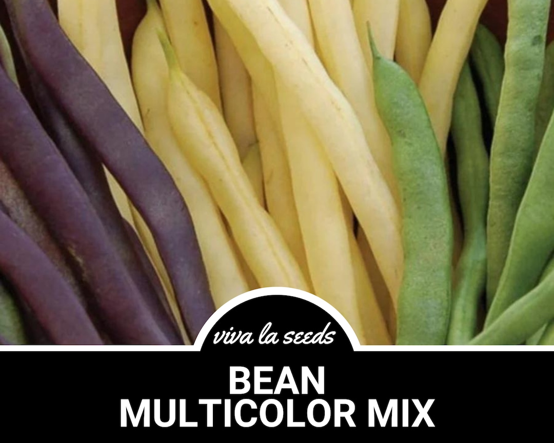Bean, Multicolor Mix | 30 Seeds | Heirloom Vegetable | Pole Bean ...