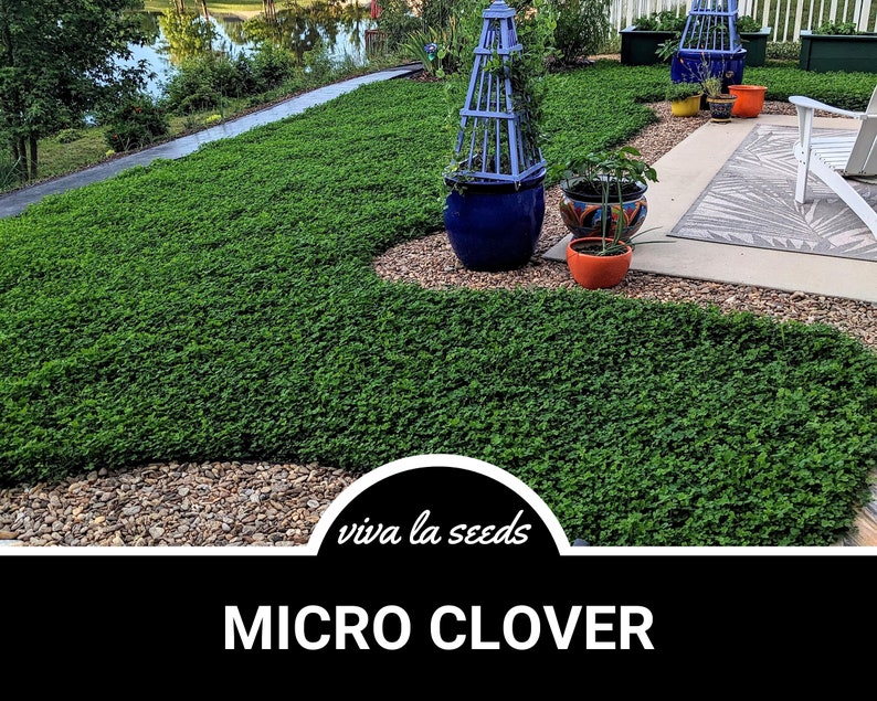 Clover, Micro (mini) | 10,000 Seeds | Lawn Alternative | Ground Cover ...