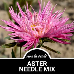 Aster, Needle Mix| 50 Seeds | Heirloom Flower | Long Lasting Blooms ...
