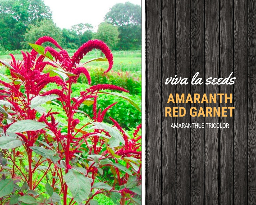 Amaranth Red Garnet 250 Seeds Heirloom Non-gmo - Etsy