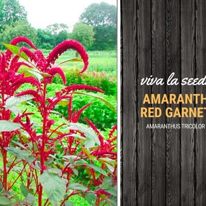 Amaranth Red Garnet 250 Seeds Heirloom Non-gmo - Etsy