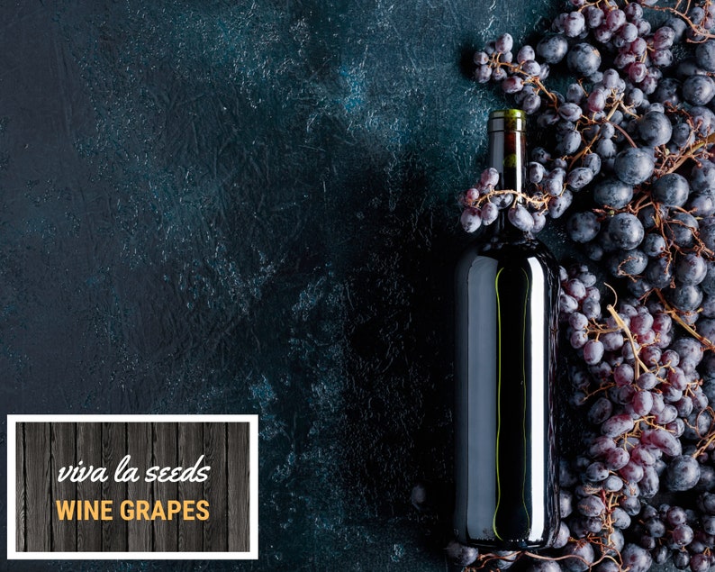 Grapes, Wine Common | 35 Seeds | Heirloom | Non-gmo | Vitis Vinifera - Etsy