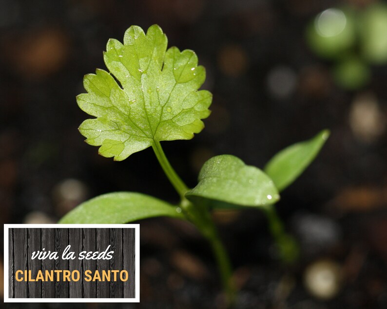 Cilantro coriander Santo 100 Seeds Medicinal Culinary - Etsy