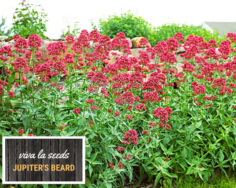 Jupiter's Beard, Red | 50 Seeds | Longtime Blooms and Pollinator ...