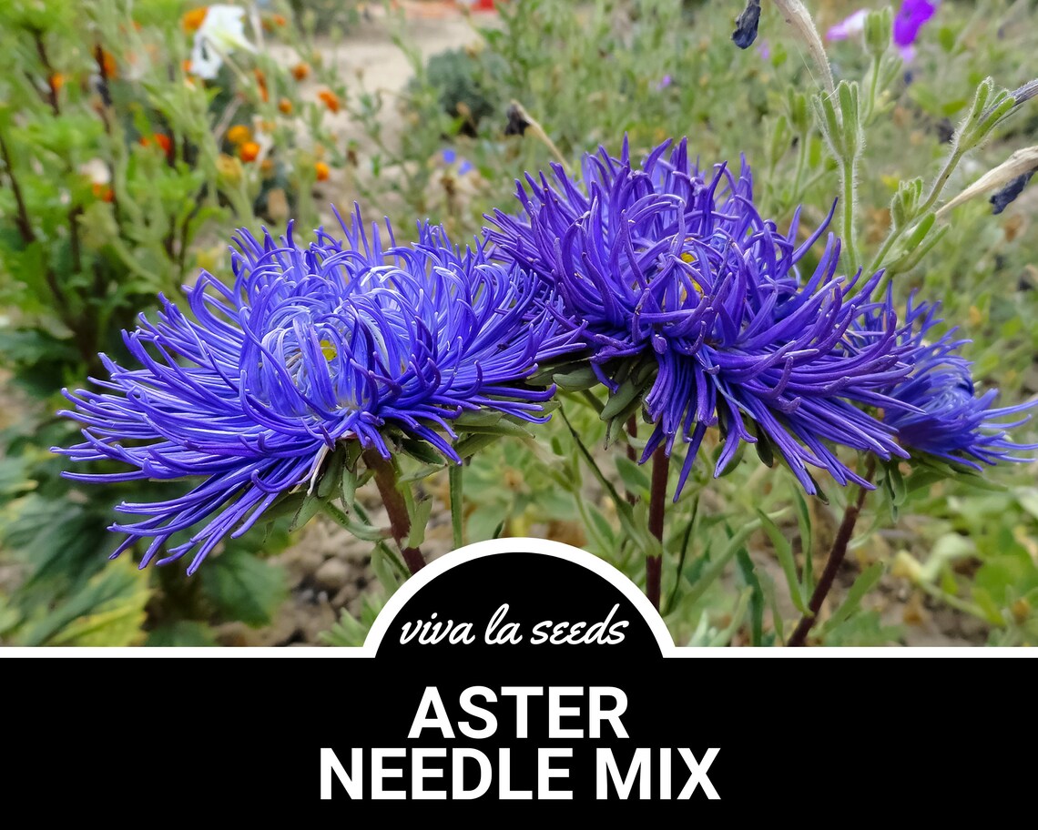 Aster, Needle Mix| 50 Seeds | Heirloom Flower | Long Lasting Blooms ...