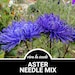 Aster, Needle Mix| 50 Seeds | Heirloom Flower | Long Lasting Blooms ...