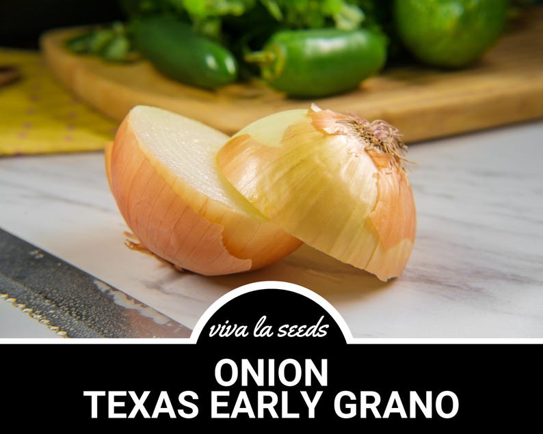 Onion, Texas Early Grano | 200 Seeds | Heirloom Vegetable | Open ...