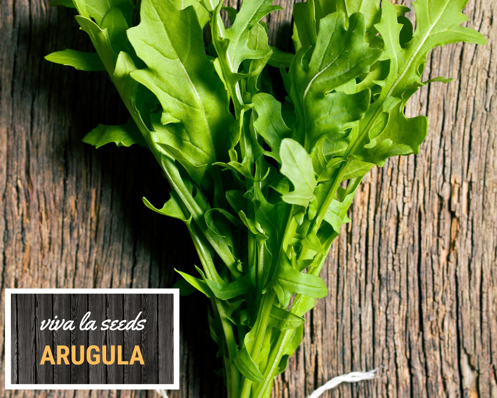 Arugula | 200 Seeds | Medicinal | Culinary Herb | Heirloom | Non GMO ...