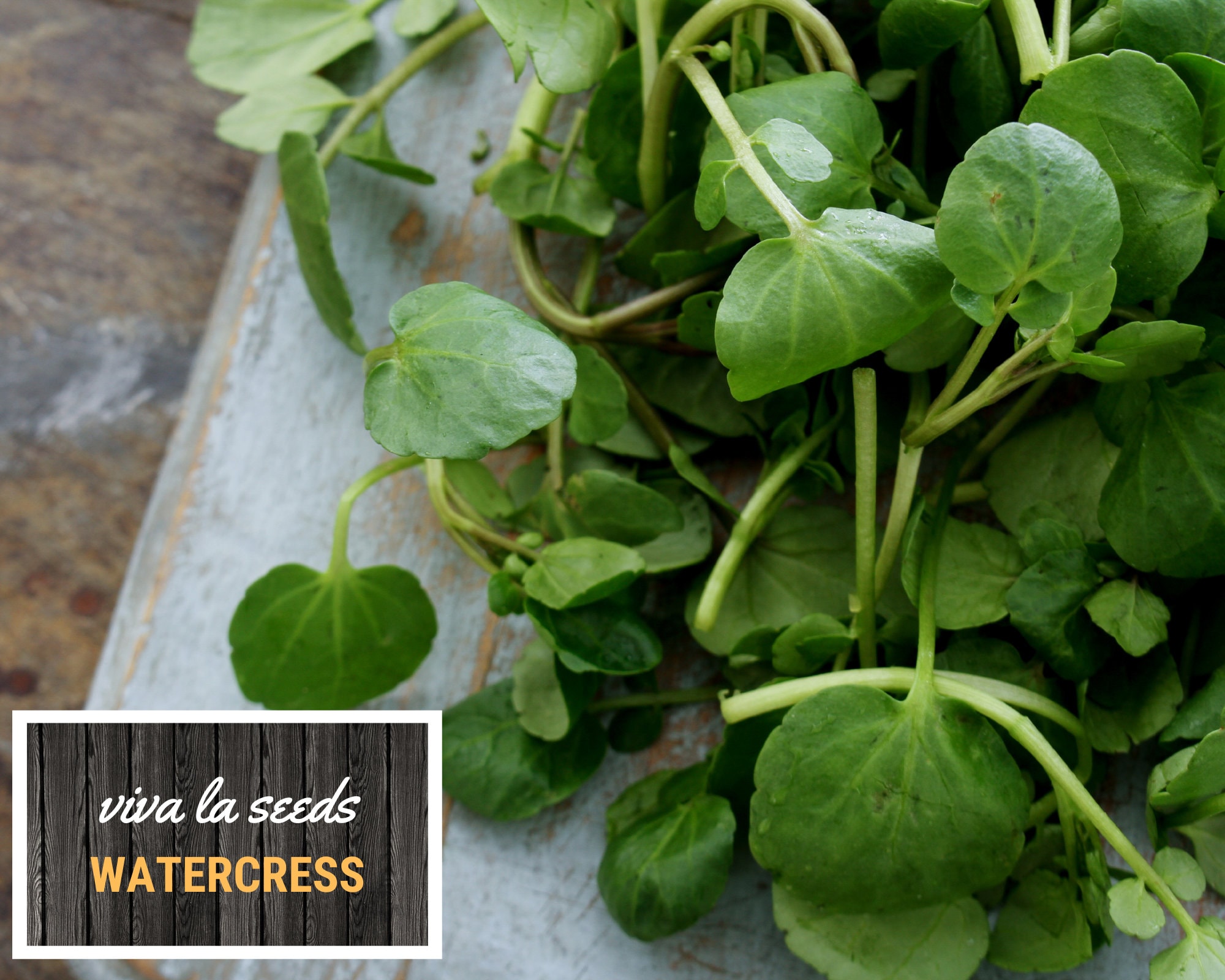 Watercress | 200 Seeds | Medicinal & Culinary Herb | Non GMO ...
