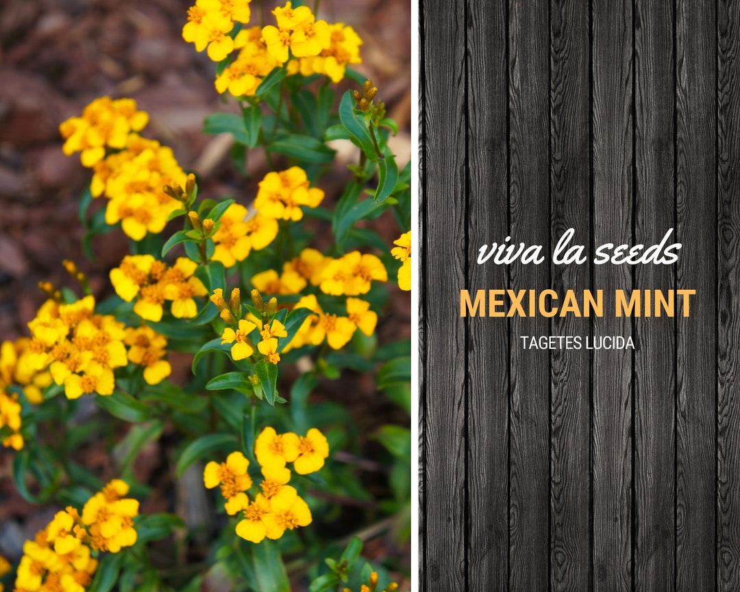 Mexican Mint Mexican Tarragon 50 Seeds Medicinal & - Etsy