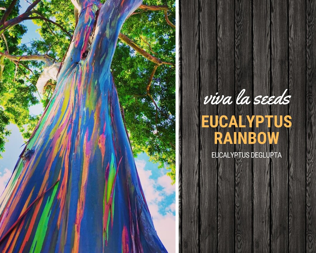 Eucalyptus Rainbow Gum Tree 100 Seeds Medicinal Easy to - Etsy
