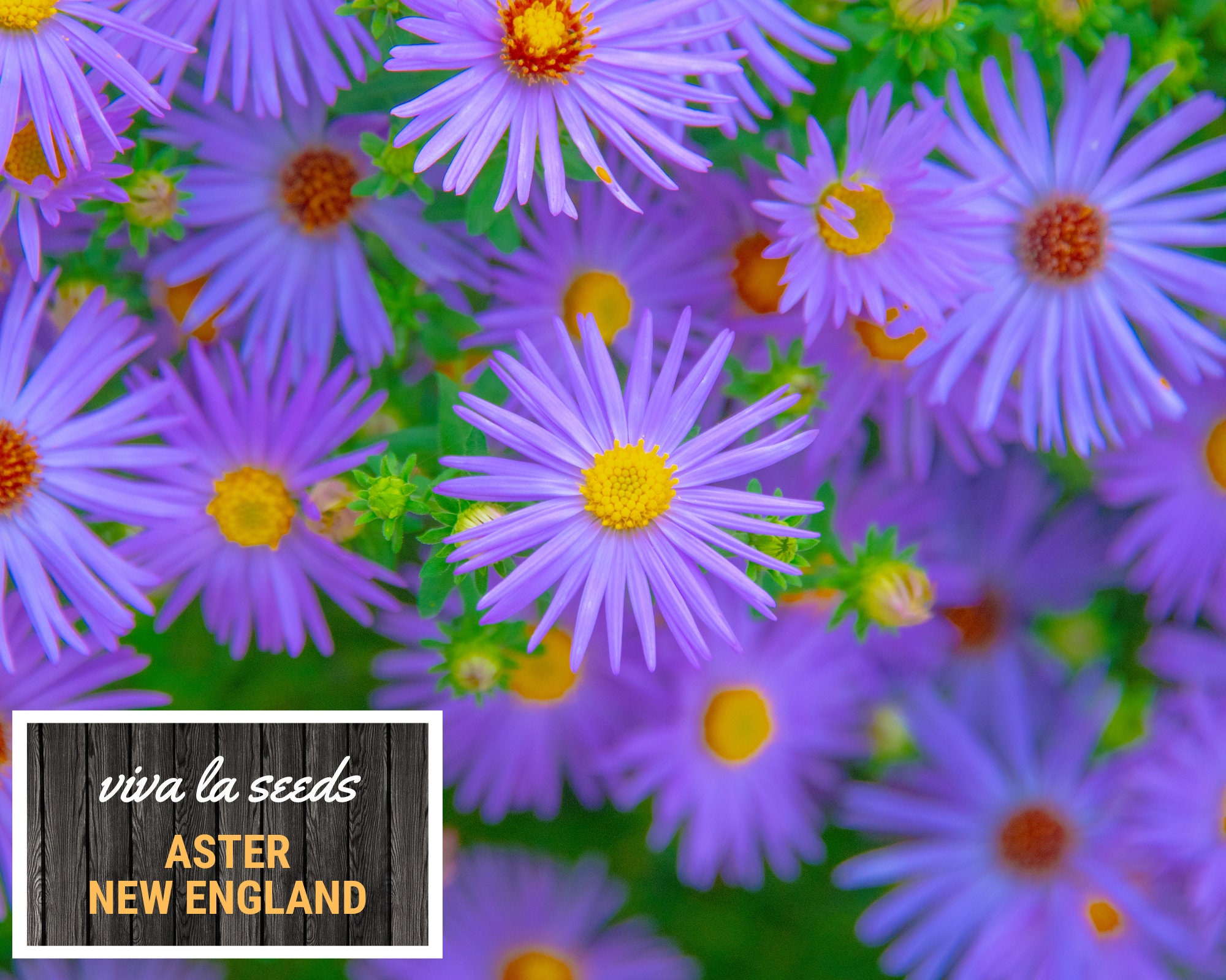 Aster, New England | 200 Seeds | Heirloom Flower | Native Wildflower ...