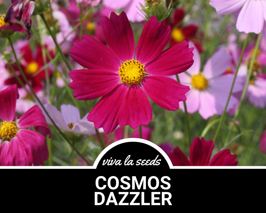 Cosmos, Dazzler | 100 Seeds | Heirloom Annual Flower | Stunning Blooms ...
