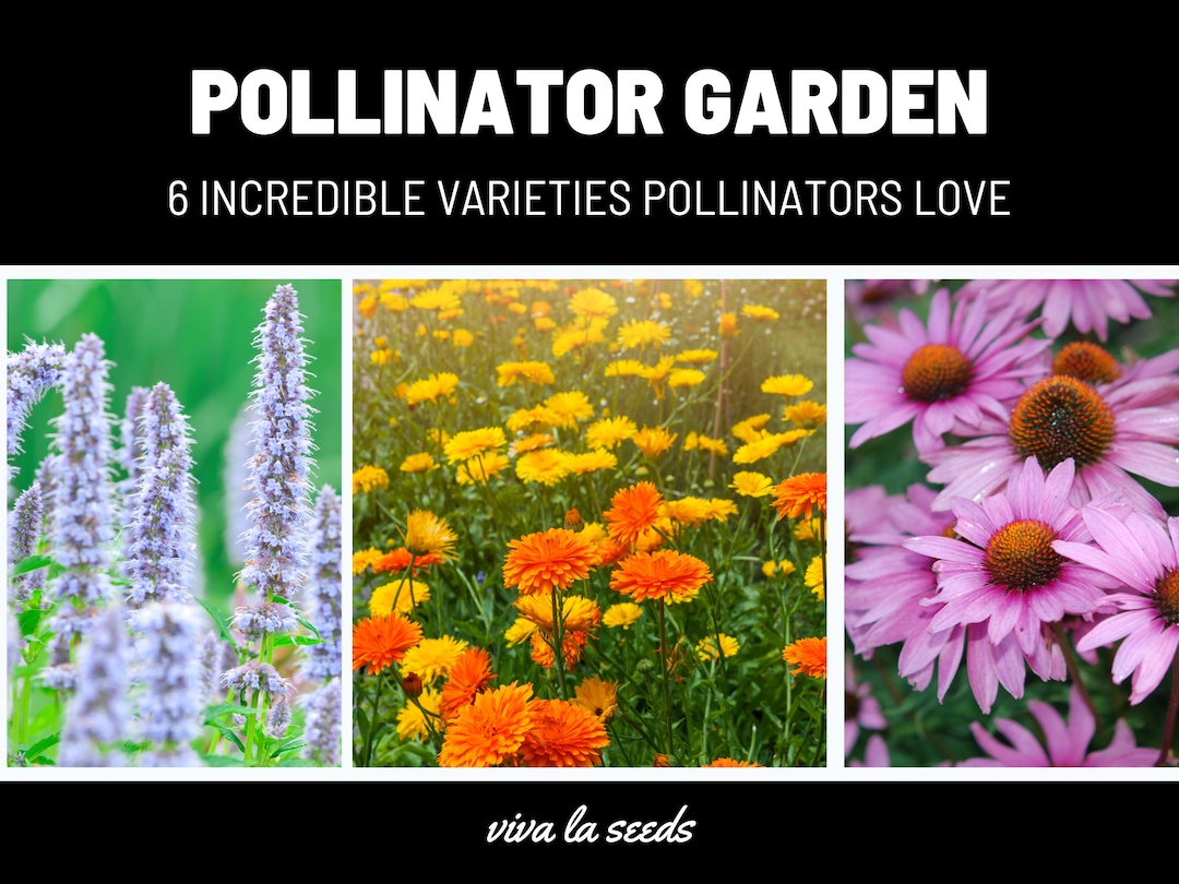 Pollinator Seed Collection | 6 Amazing Varieties That Pollinators Love ...
