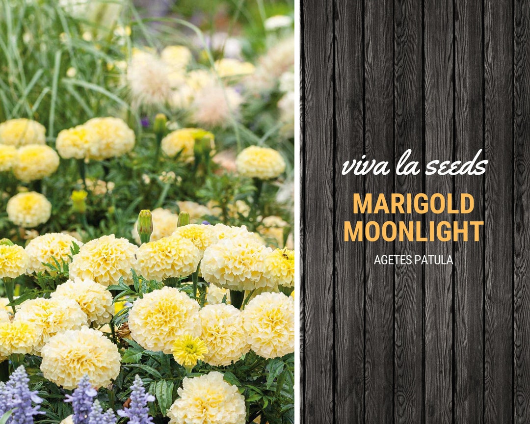 Marigold African Moonlight 50 Seeds Stunning White Blooms - Etsy