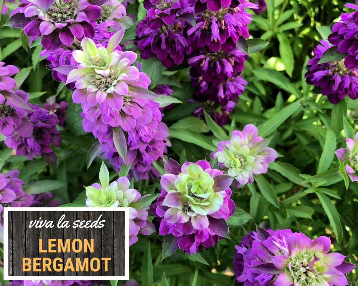 Bee Balm Lemon Bergamot Lemon Mint 100 Seeds Medicinal | Etsy