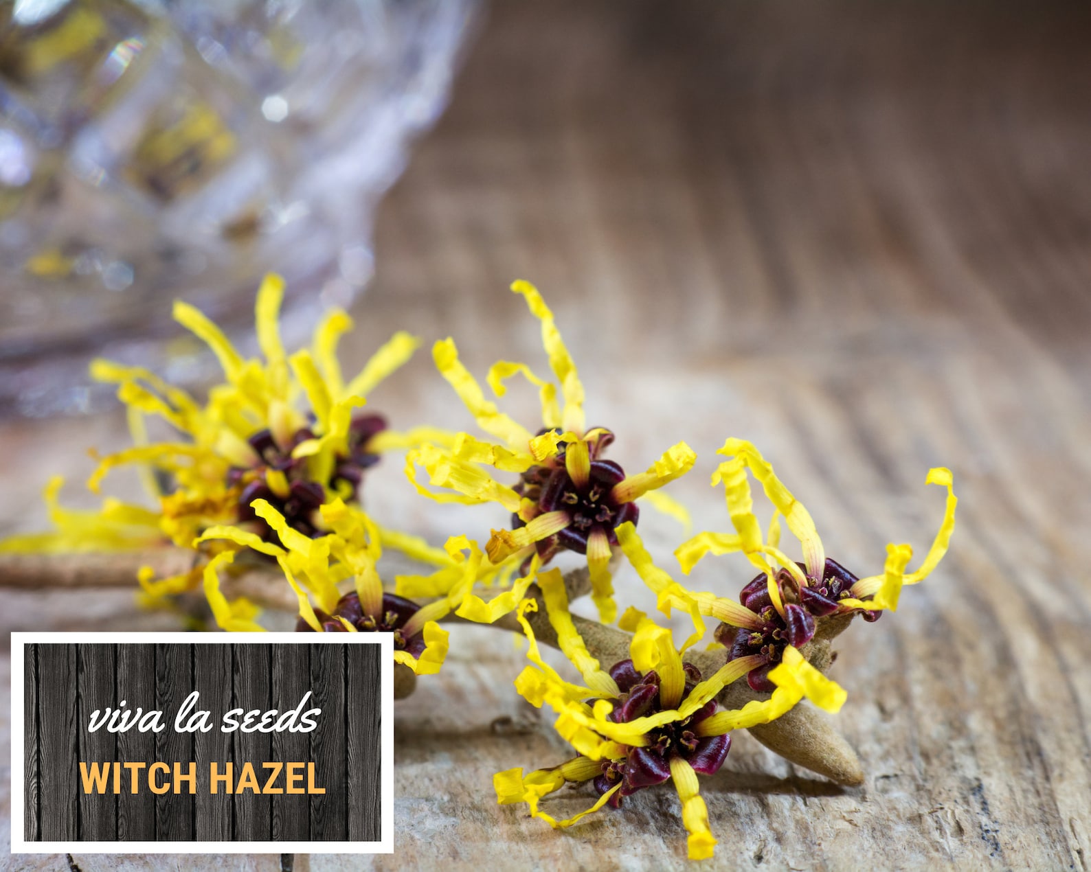 Witch Hazel | 5 Seeds | Medicinal | Beautiful Fragrant Blooms | Non GMO ...