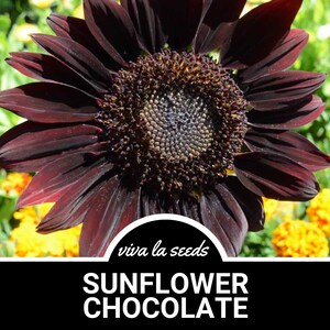 Sunflower, Chocolate | 25 Seeds | Culinary & Medicinal | Easy to Grow ...