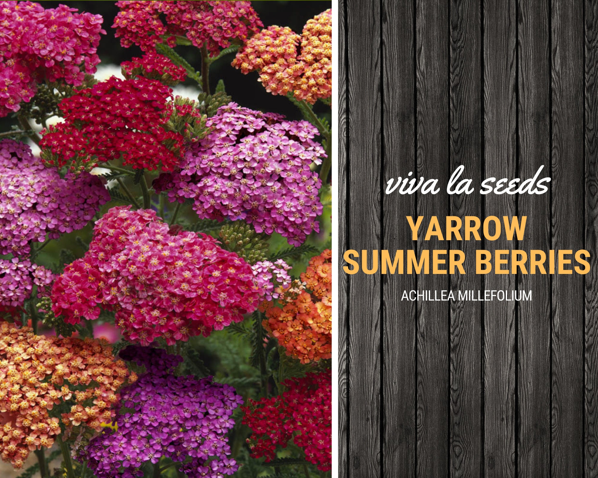 Yarrow Summer Berries 50 Seeds Medicinal Herb Non GMO | Etsy