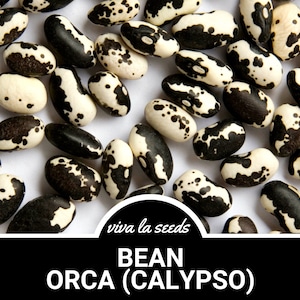 Bean, Calypso (orca) | 25 Seeds | Heirloom Vegetable | Bush Bean | Open ...
