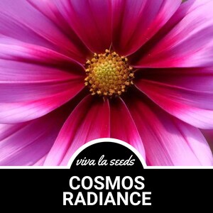 Cosmos, Radiance | 100 Seeds | Heirloom Annual Flower | Stunning Blooms ...