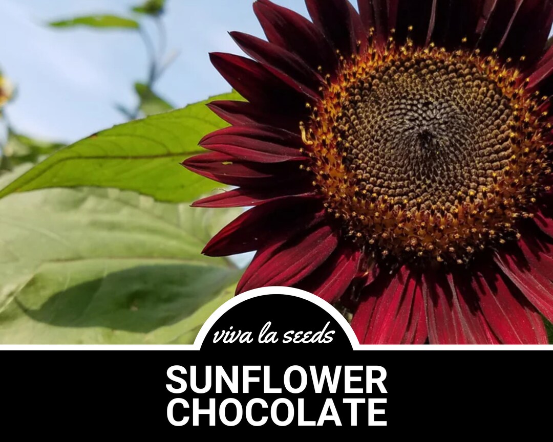 Sunflower, Chocolate | 25 Seeds | Culinary & Medicinal | Easy to Grow ...