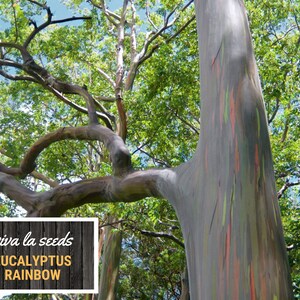 Eucalyptus, Rainbow Gum Tree | 100 Seeds | Medicinal | Easy to Grow ...