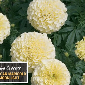 Marigold, African Moonlight | 50 Seeds | Stunning White Blooms ...