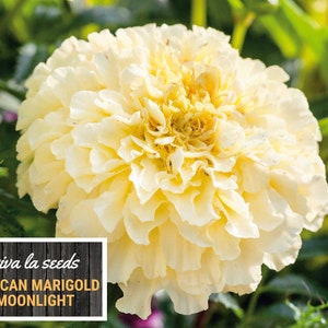Marigold, African Moonlight | 50 Seeds | Stunning White Blooms ...