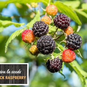 Raspberry, Black | 30 Seeds | Heirloom | Non-gmo | Rubus Occidentalis ...