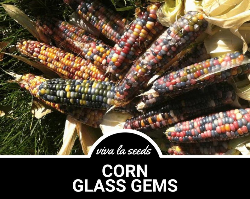 Corn, Glass Gems | 30 Seeds | Heirloom | Non-gmo | Decorative | Zea ...