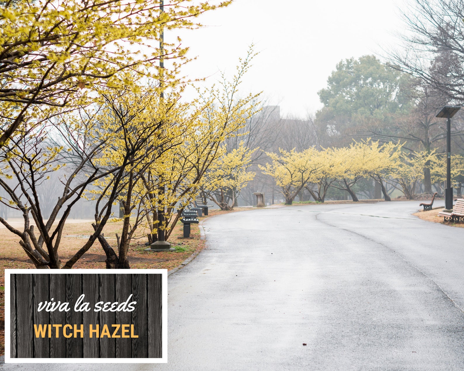 Witch Hazel | 5 Seeds | Medicinal | Beautiful Fragrant Blooms | Non GMO ...