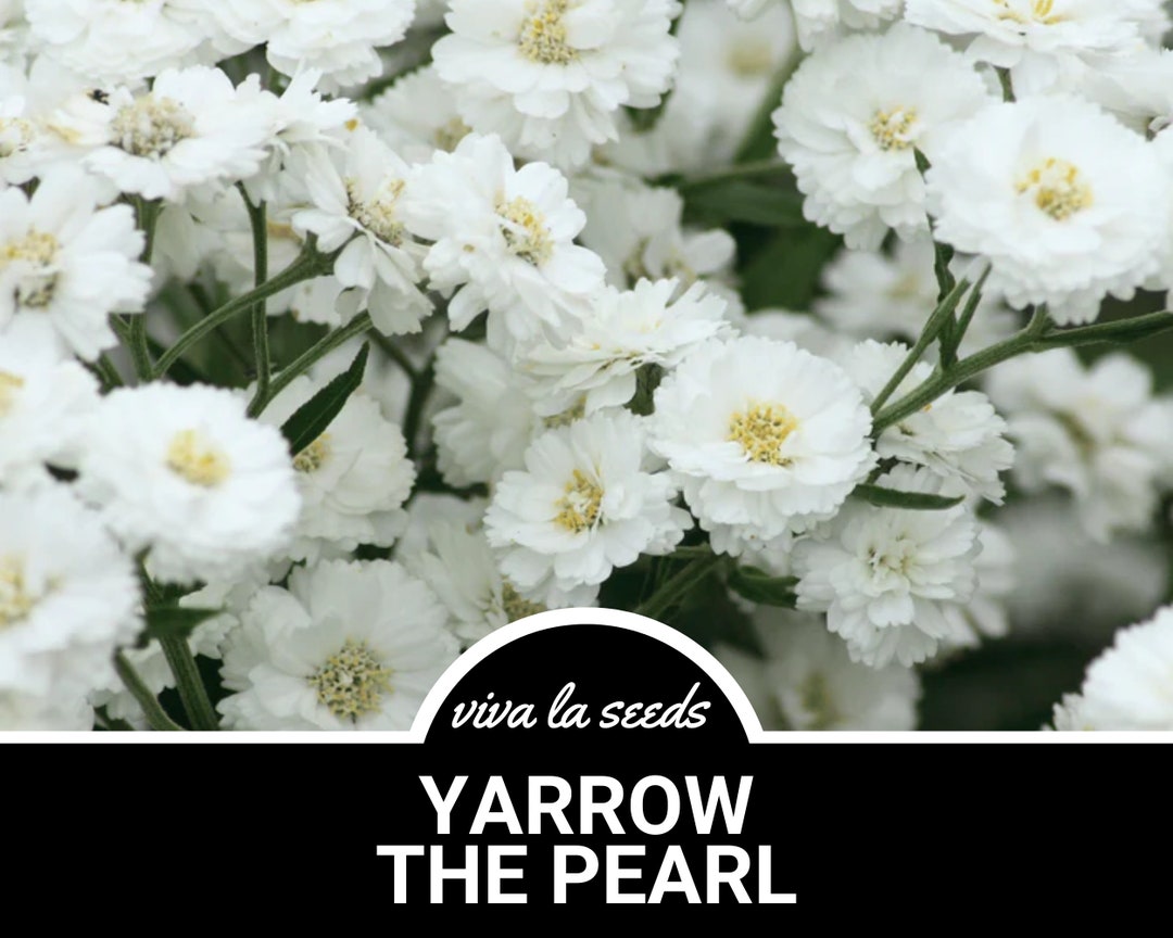 Yarrow, the Pearl | 100 Seeds | Heirloom Medicinal Herb | Double White ...