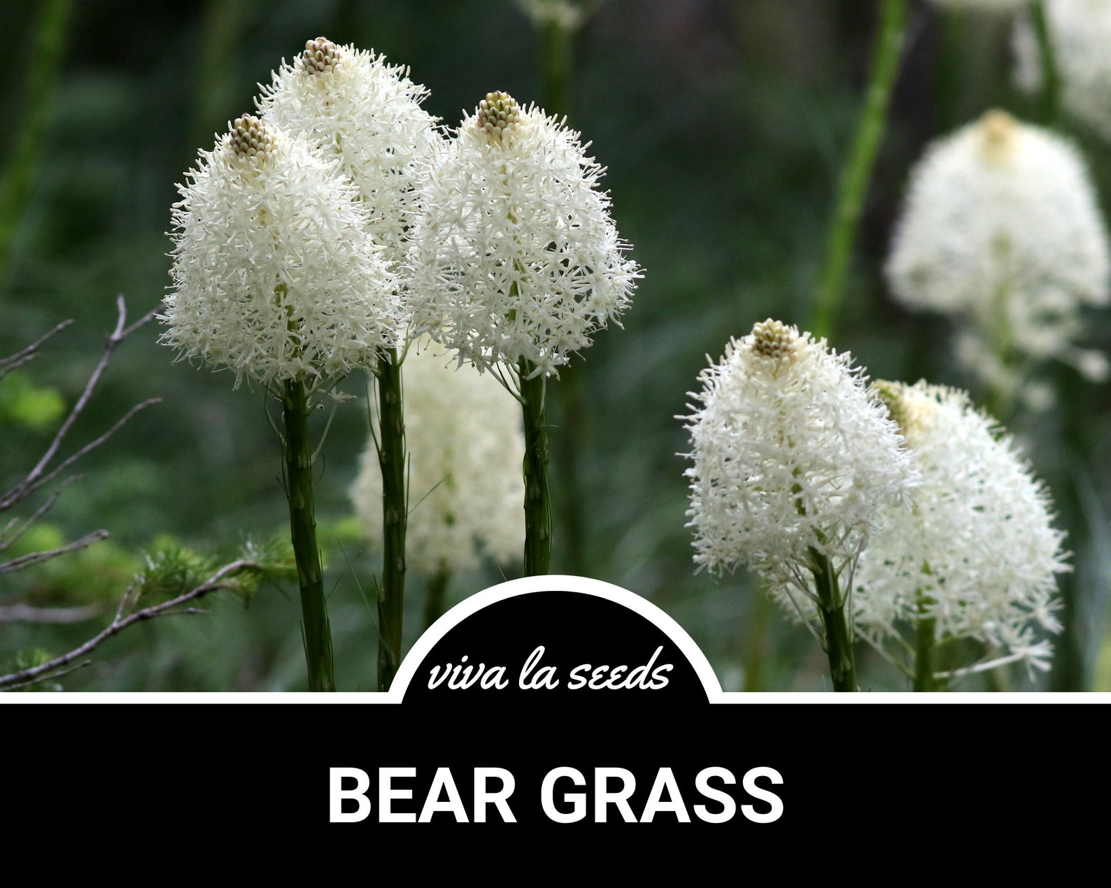 Beargrass | 50 Seeds | Heirloom Ornamental Grass | Native Wildflower ...