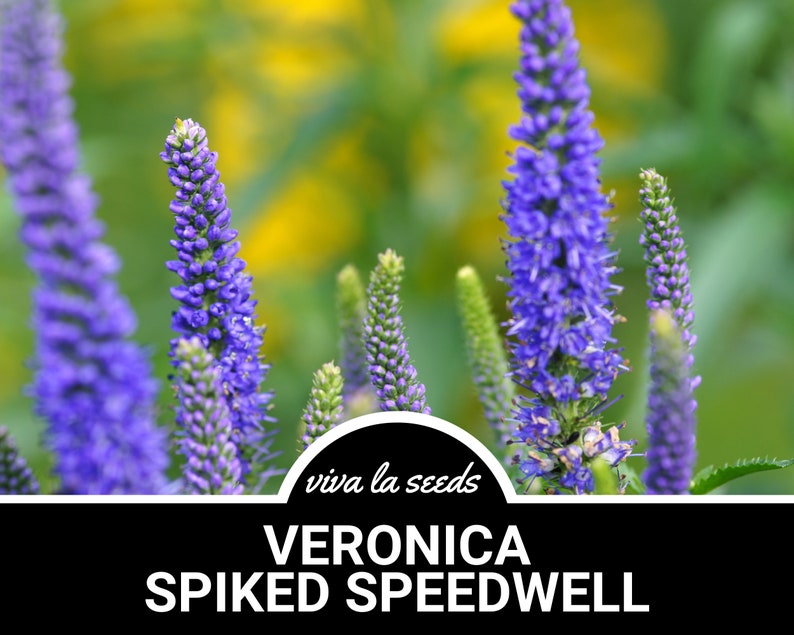 Veronica, Spiked | Speedwell | 50 Seeds | Heirloom Plant | Drought ...