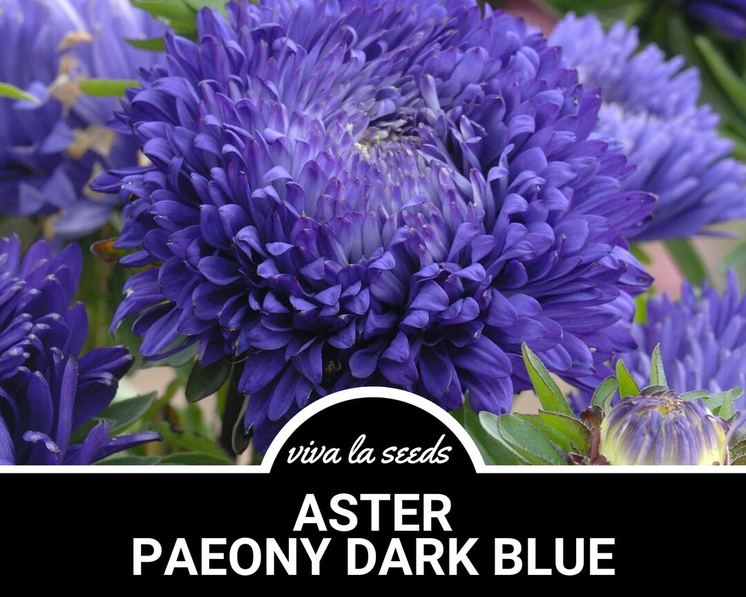 Aster, Paeony Duchess Dark Blue | 50 Seeds | Heirloom Flower | Large ...