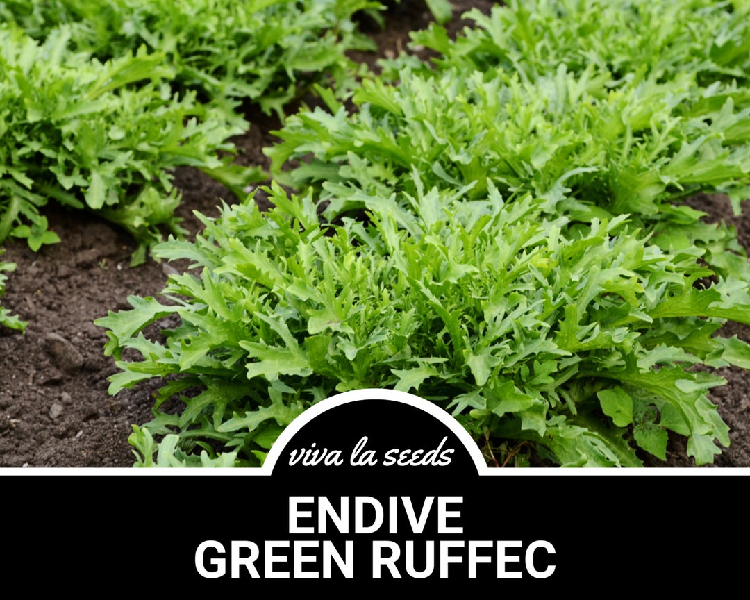 Endive, Green Curled Ruffec | 200 Seeds | Heirloom Green | Open ...