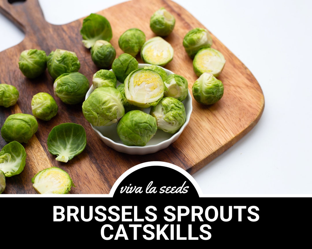 Brussels Sprouts, Catskill | 250 Seeds | Heirloom Vegetable | Open ...