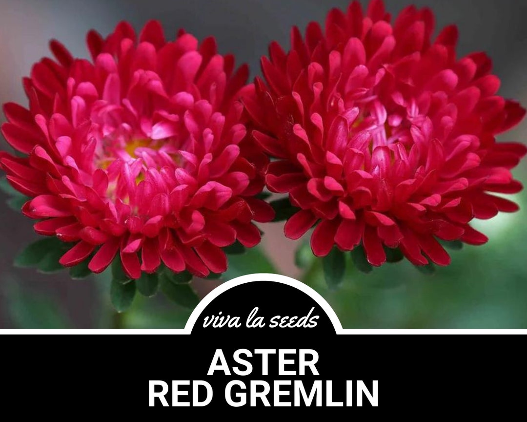Aster, Gremlin Red 50 Seeds Heirloom Flower Tall Double Blooms Easy to ...