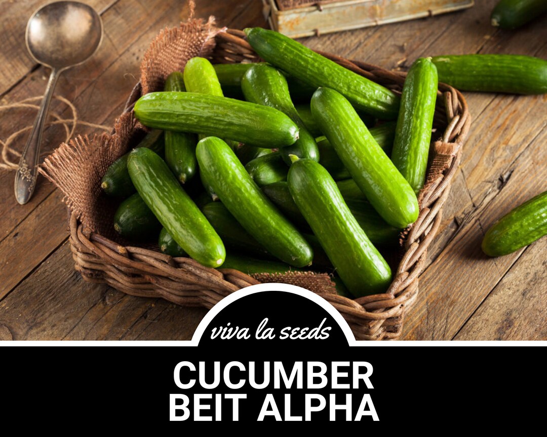 Cucumber, Beit Alpha | 30 Seeds | Heirloom Vegetable | Open Pollinated ...