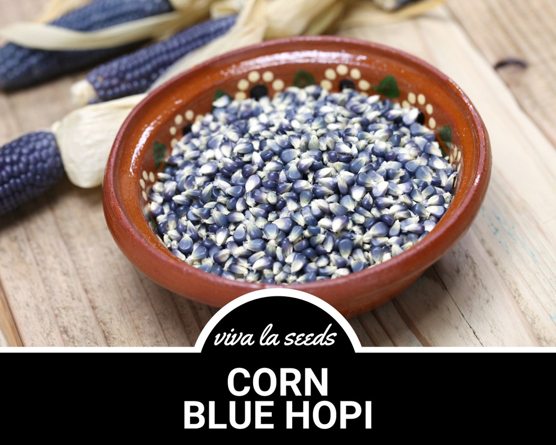 Corn, Blue Hopi | 30 Seeds | Heirloom Vegetable | Open Pollinated | Non ...
