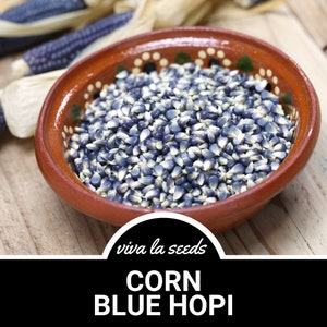 Corn, Blue Hopi | 30 Seeds | Heirloom Vegetable | Open Pollinated | Non ...