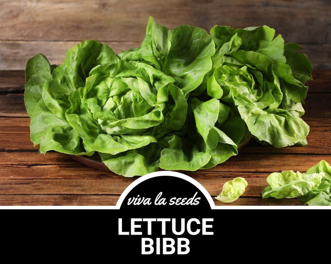 Lettuce, Bibb | 500 Seeds | Heirloom | Non-gmo | Lactuca Sativa - Etsy