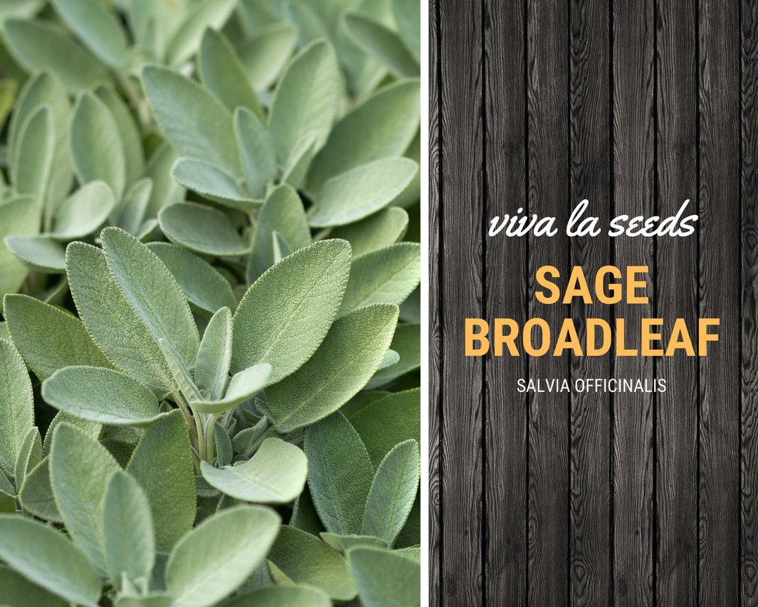 Sage, Broadleaf 50 Seeds Medicinal & Culinary Herb Non GMO Salvia ...