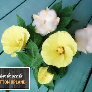 Cotton, Upland | 20 Seeds | American Upland Cotton | Heirloom | Non GMO ...